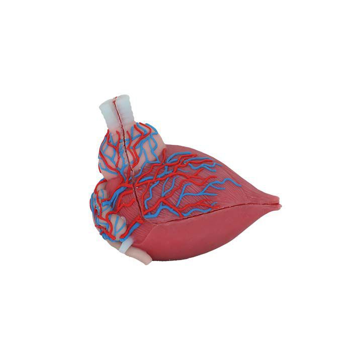 Bladder model - US 04 - MeiWo Science - prostate / for teaching / male