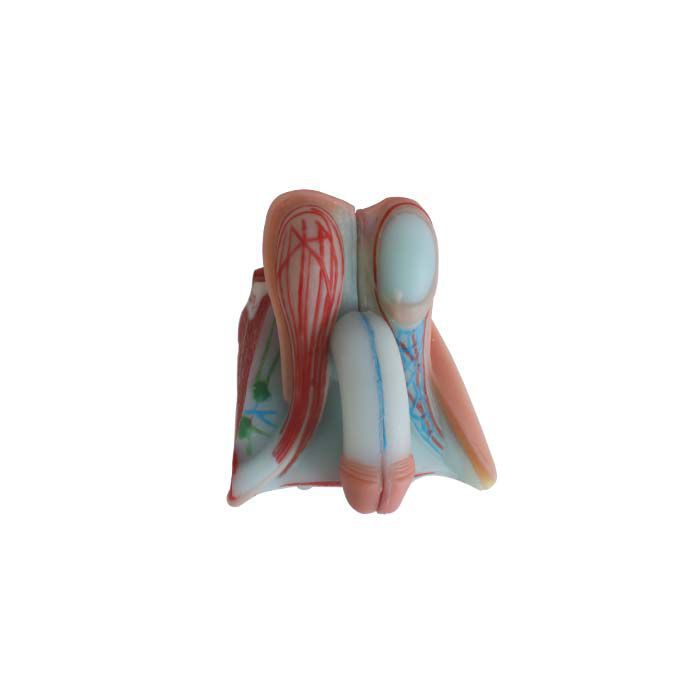 Male genital organ model - US 05 - MeiWo Science - for teaching / male ...