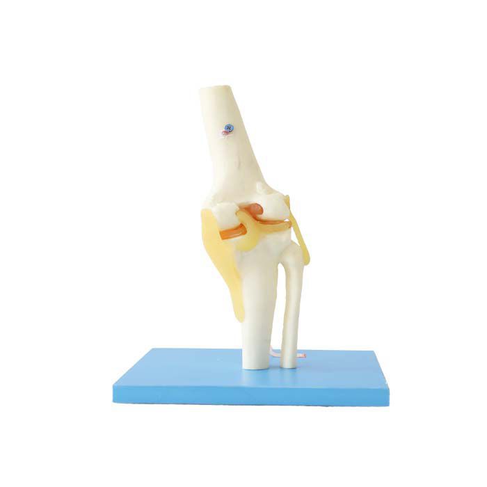 Joint model - LS 08 - MeiWo Science - knee / for teaching / hydrogel