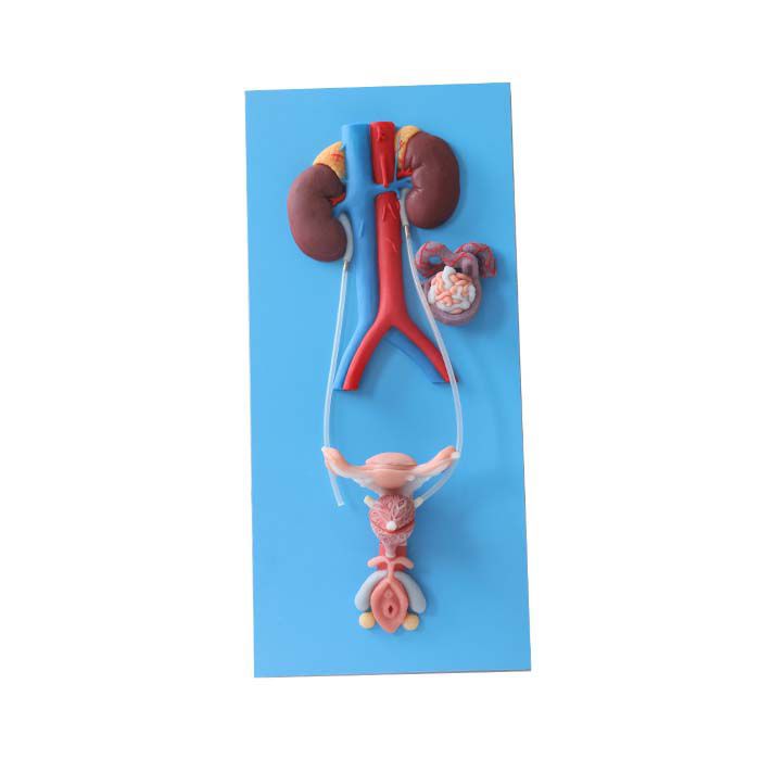 Urinary system model - US 02 - MeiWo Science - for teaching / female ...