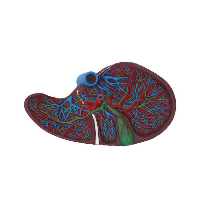 Liver anatomical model - DS 12 - MeiWo Science - gallbladder / for ...