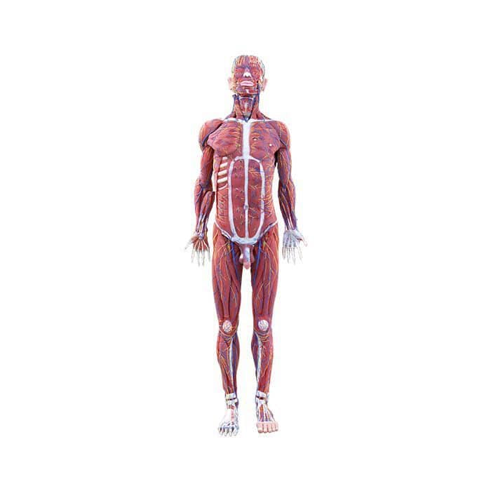 Whole body anatomical model - LS 07 - MeiWo Science - for teaching ...