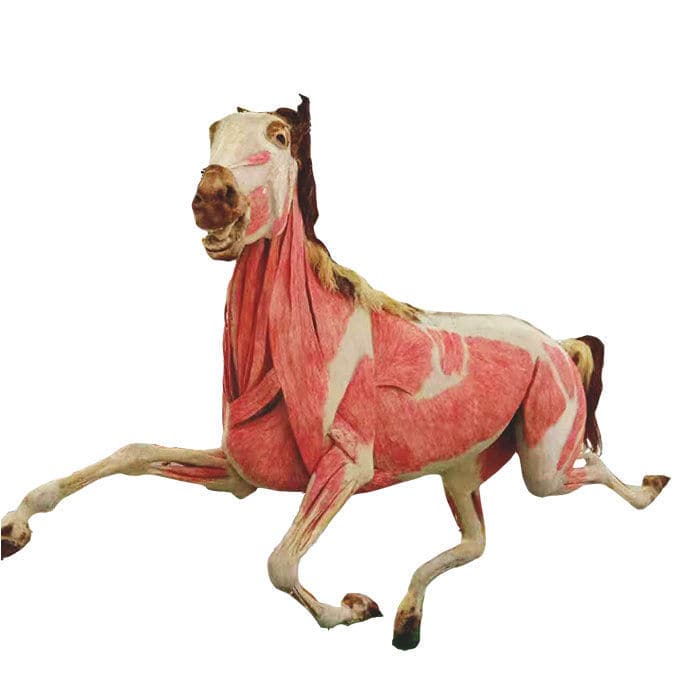 Whole body anatomical model - MWDW-001 - MeiWo Science - veterinary / horse