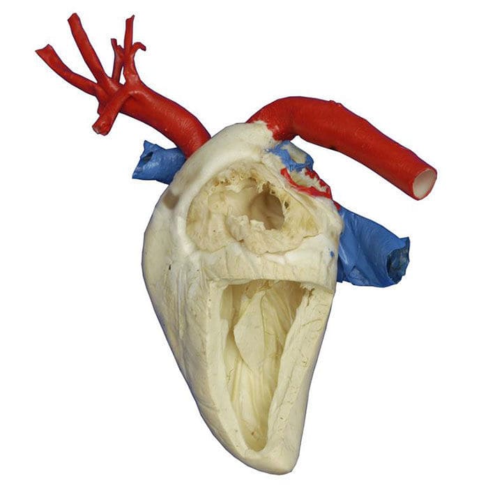 Heart model - MWDW-013 - MeiWo Science - veterinary / horse