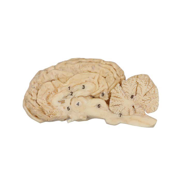 Brain model - MWDW-022 - MeiWo Science - veterinary / for teaching / horse