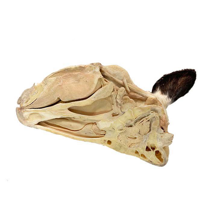 Head model - MWDW-029 - MeiWo Science - neck / veterinary / for teaching