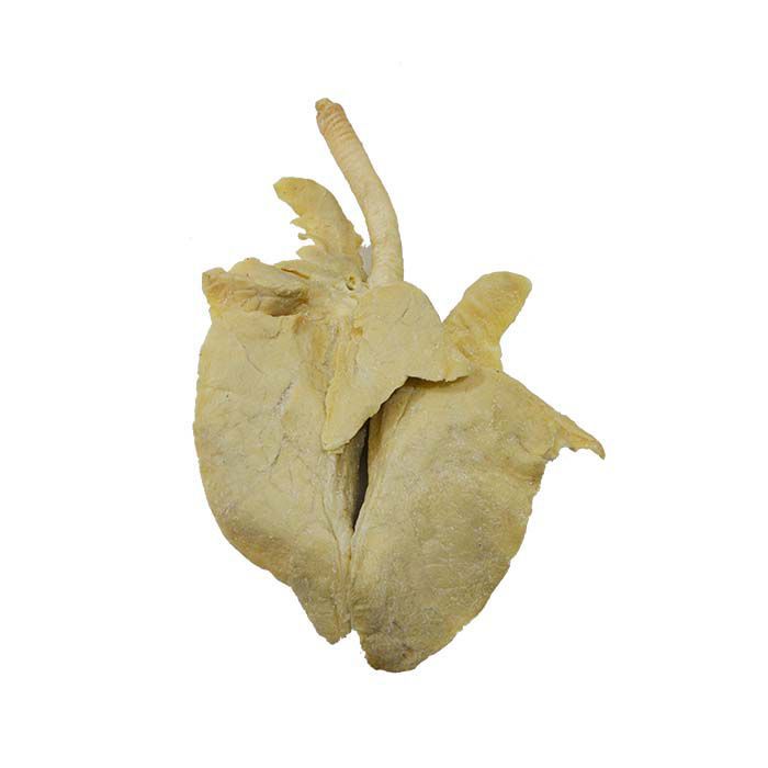 Lung model - MWDW-033 - MeiWo Science - veterinary / for teaching / cattle