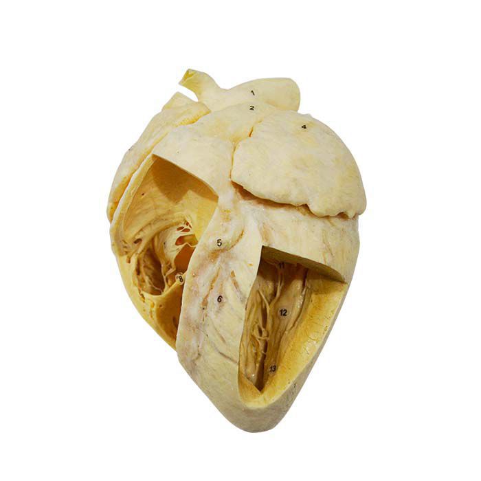 Heart model - MWDW-035 - MeiWo Science - veterinary / for teaching / cattle