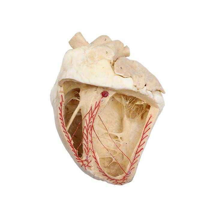 Heart model - MWDW-044 - MeiWo Science - veterinary / for teaching / cattle