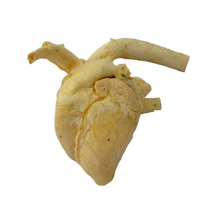 Heart model - MeiWo Science - veterinary / for teaching / cattle