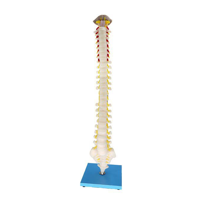 Vertebra anatomical model - MeiWo Science - spinal cord / for teaching