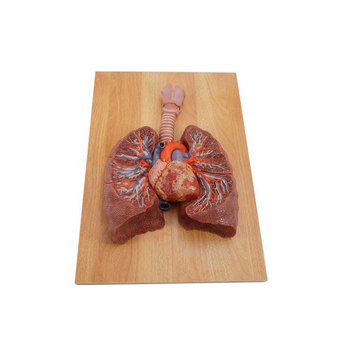 Lung model - MeiWo Science - for teaching
