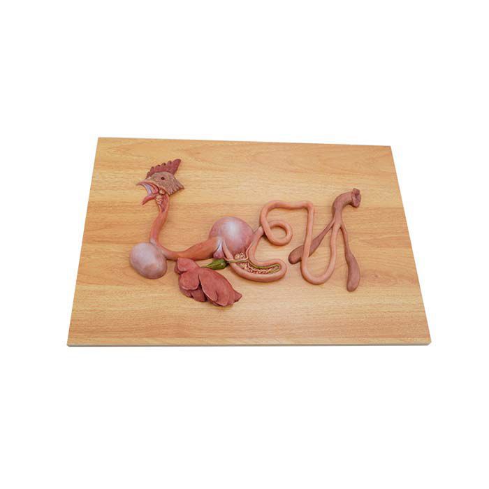 Digestive system model - MeiWo Science - for teaching