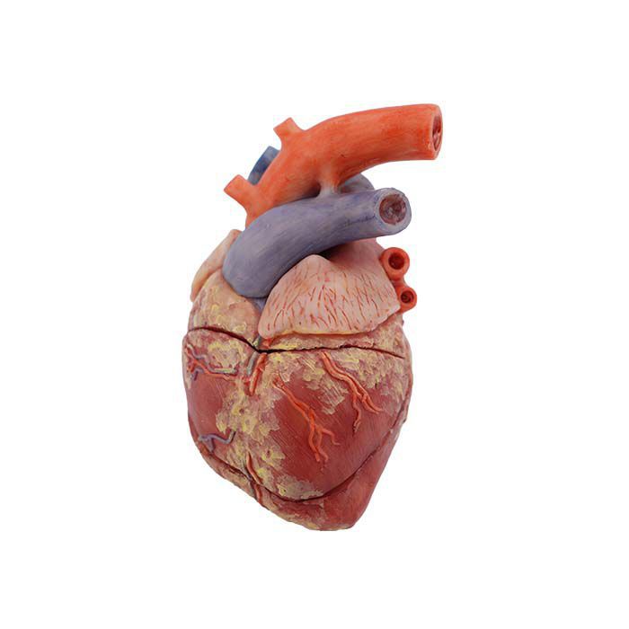 Heart model - MeiWo Science - for teaching / pig