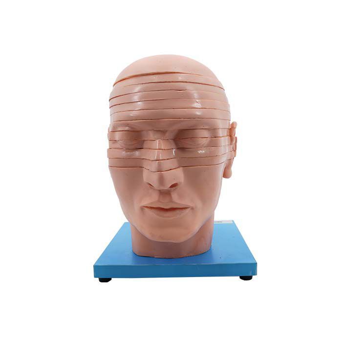 Head model - MeiWo Science - neck / for teaching