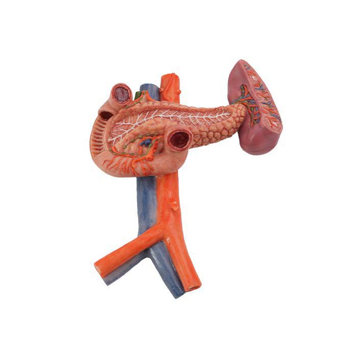 Duodenum model - MeiWo Science - pancreas / spleen / for teaching