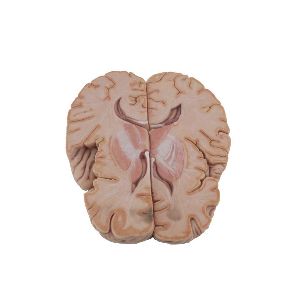 Brain model - MeiWo Science - for teaching / silicone