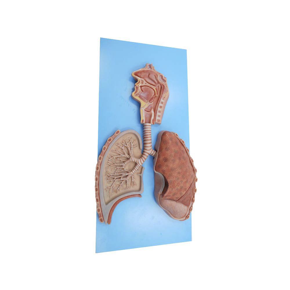 Respiratory system model - HH-007 - MeiWo Science - for teaching / silicone
