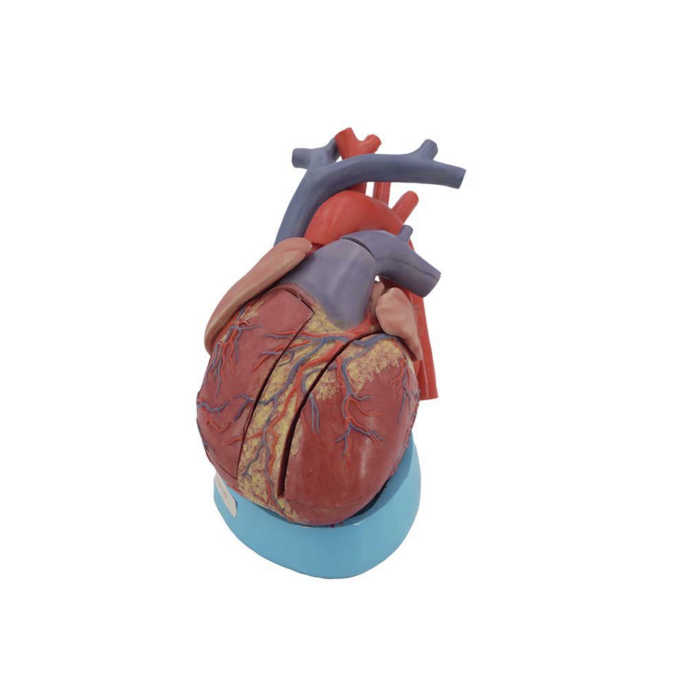 Heart model - HM-005 - MeiWo Science - for teaching / silicone / with ...