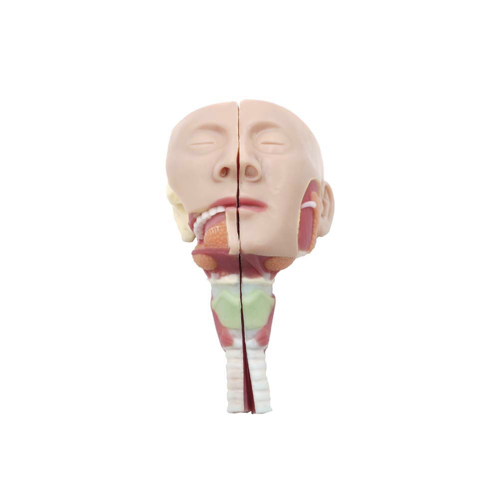 Pharynx anatomical model - MWRGJ-053 - MeiWo Science - larynx / nose ...