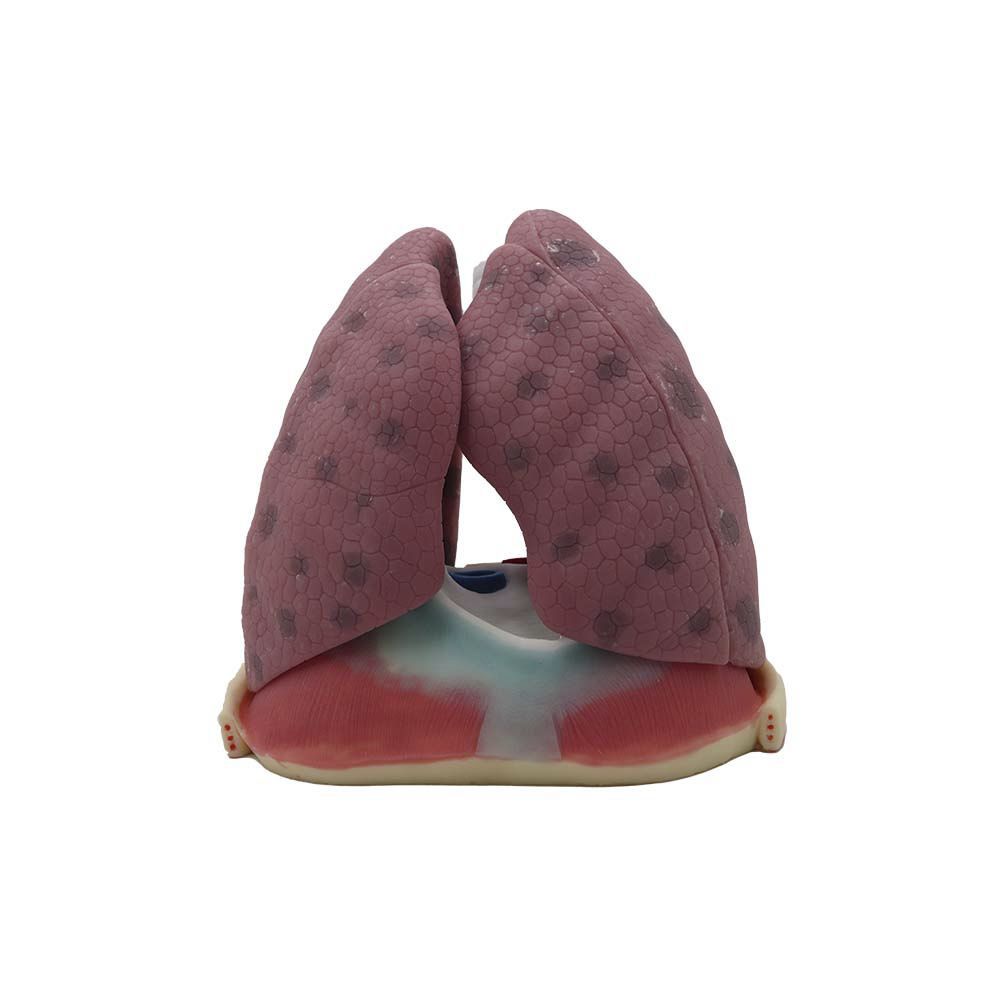 Lung model - SH-010 - MeiWo Science - for teaching / silicone