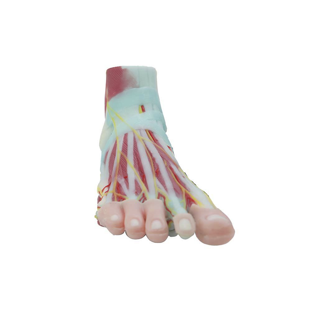 Foot anatomical model - SL-019 - MeiWo Science - for teaching ...