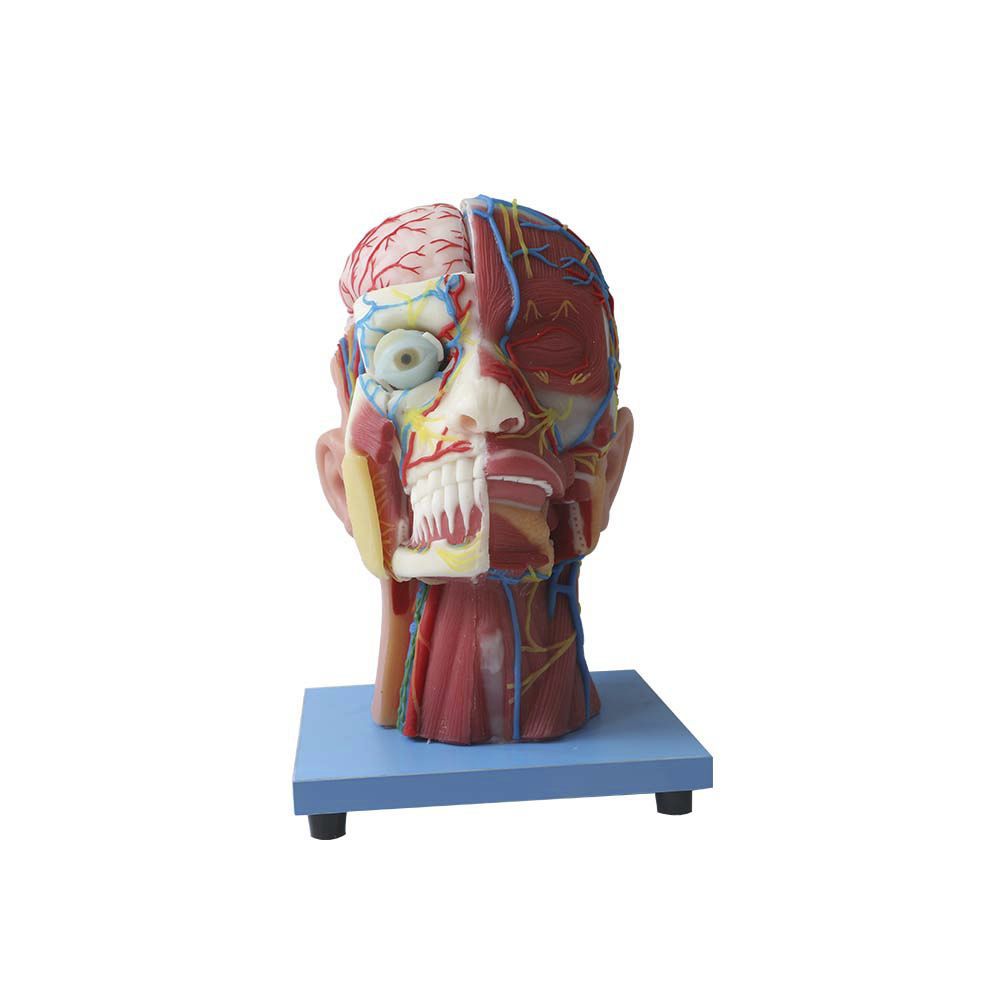 Head model - SJ-001 - MeiWo Science - neck / for teaching / silicone