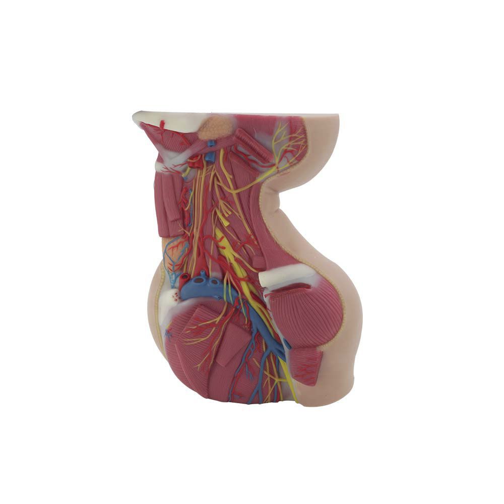 Neck model - MeiWo Science - for teaching / silicone / with musculature