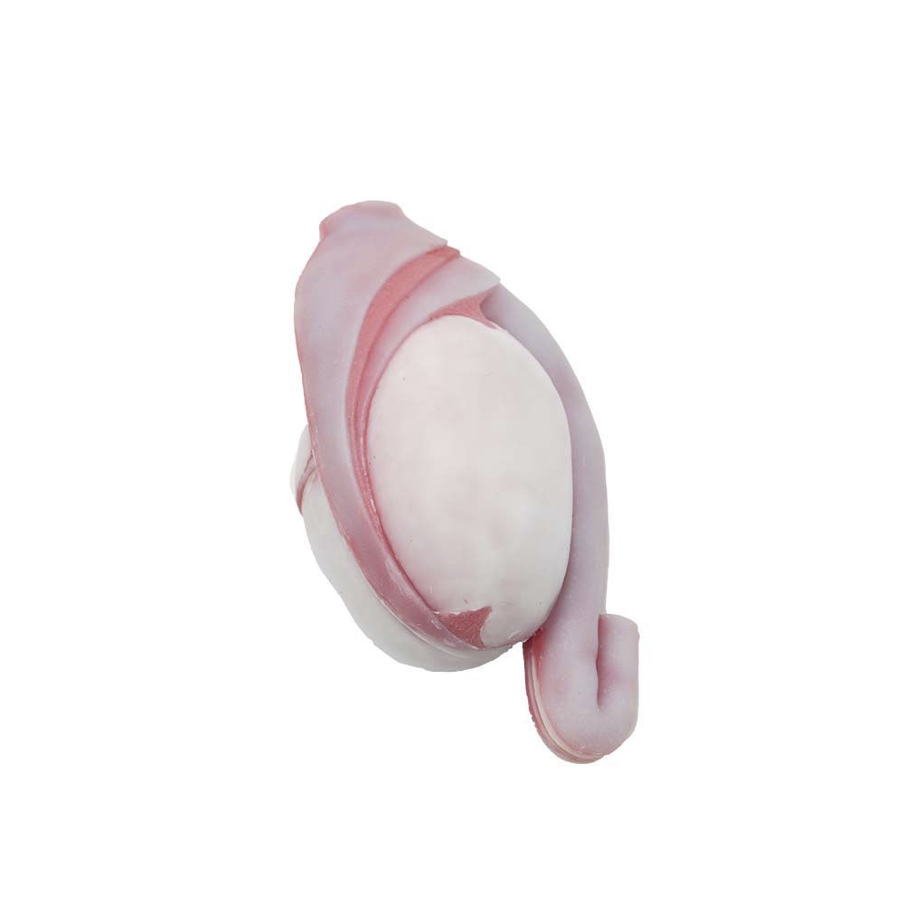 Testical model - MeiWo Science - for teaching / silicone