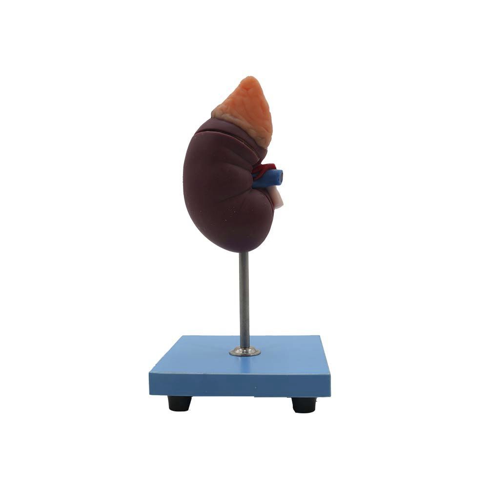 Kidney model - SM-012 - MeiWo Science - for teaching / silicone