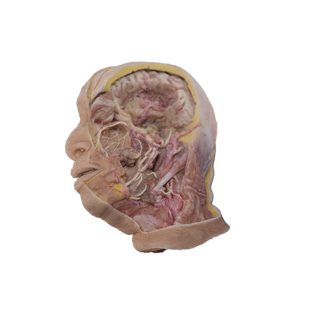 Head model - MeiWo Science - for teaching / silicone / with nerves