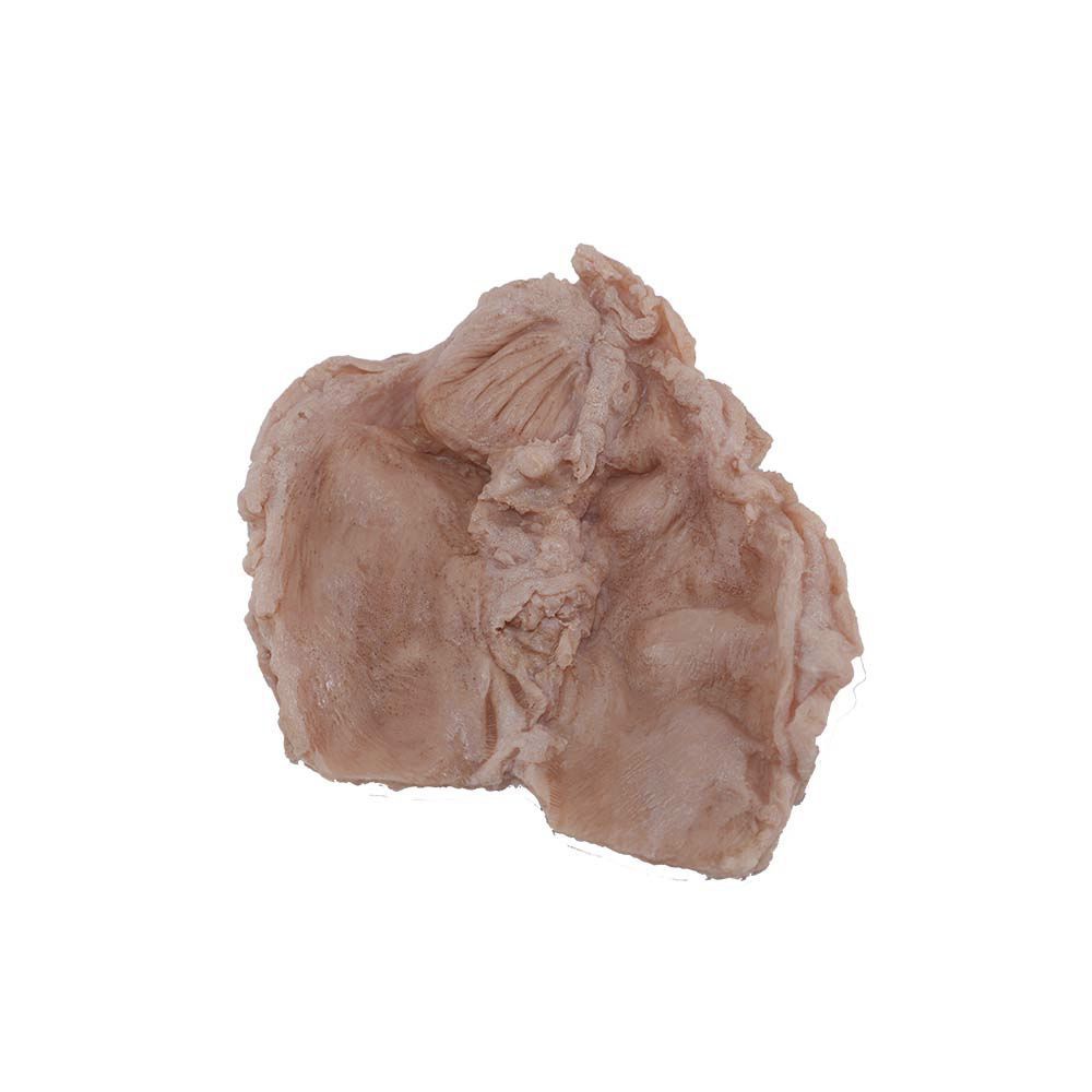 Duodenum model - PX-003 - MeiWo Science - for teaching / silicone