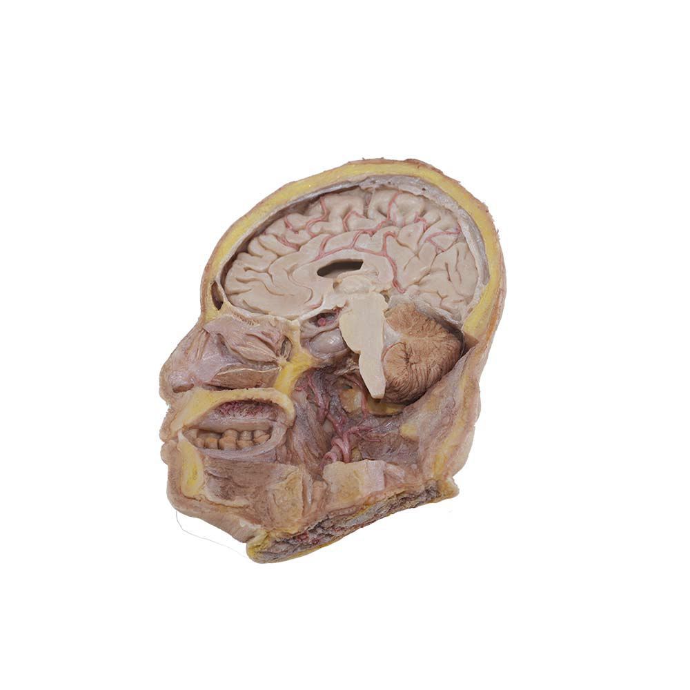 Head model - RJ-001 - MeiWo Science - for teaching / silicone / with ...