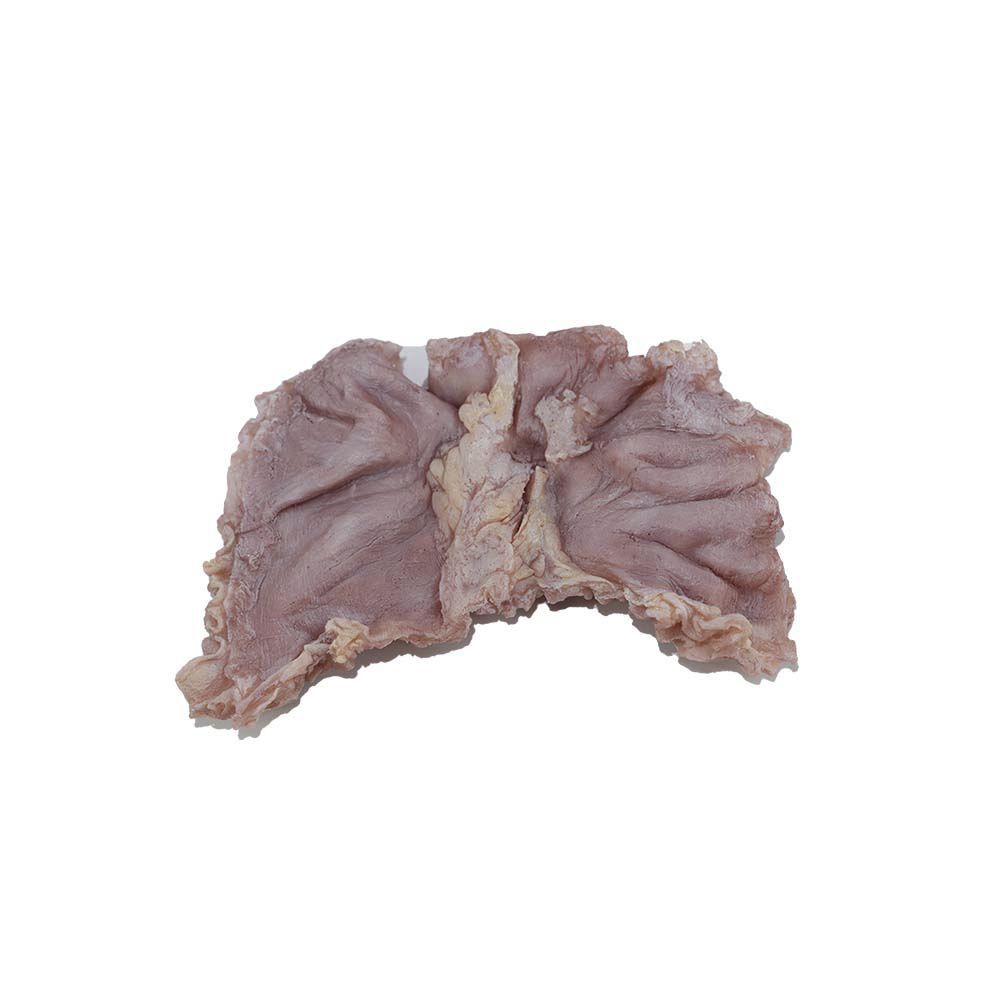 Stomach model - PX-009 - MeiWo Science - for health education / for ...