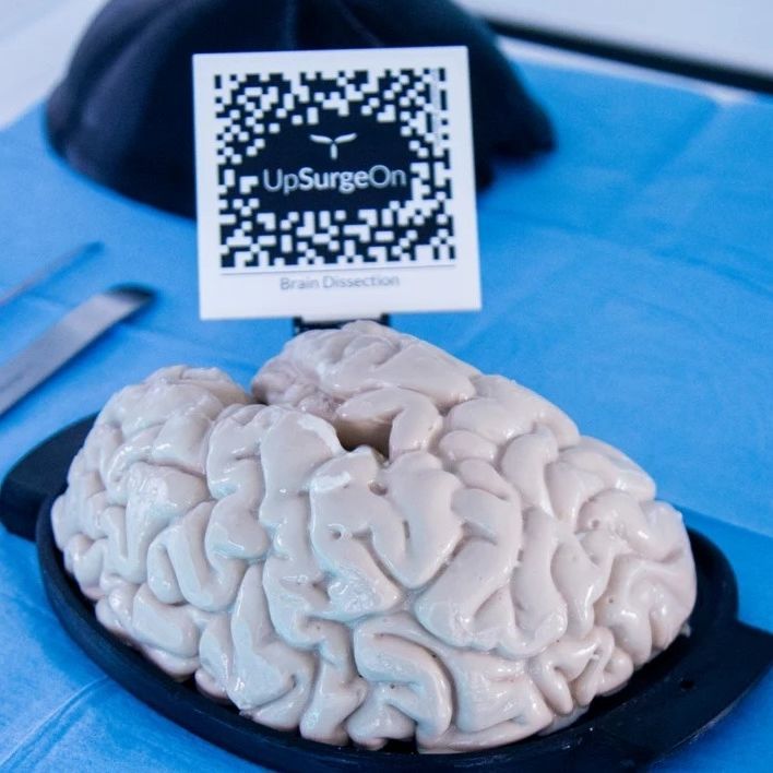Brain simulator - UpSurgeOn - dissection / surgical / anatomy