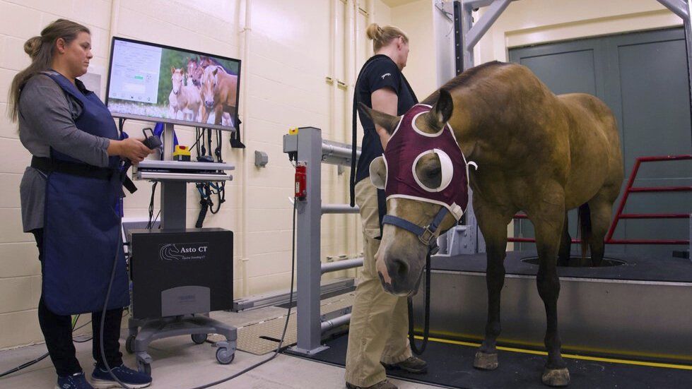 Veterinary CT scanner - EQUINA® - Asto CT - for equines