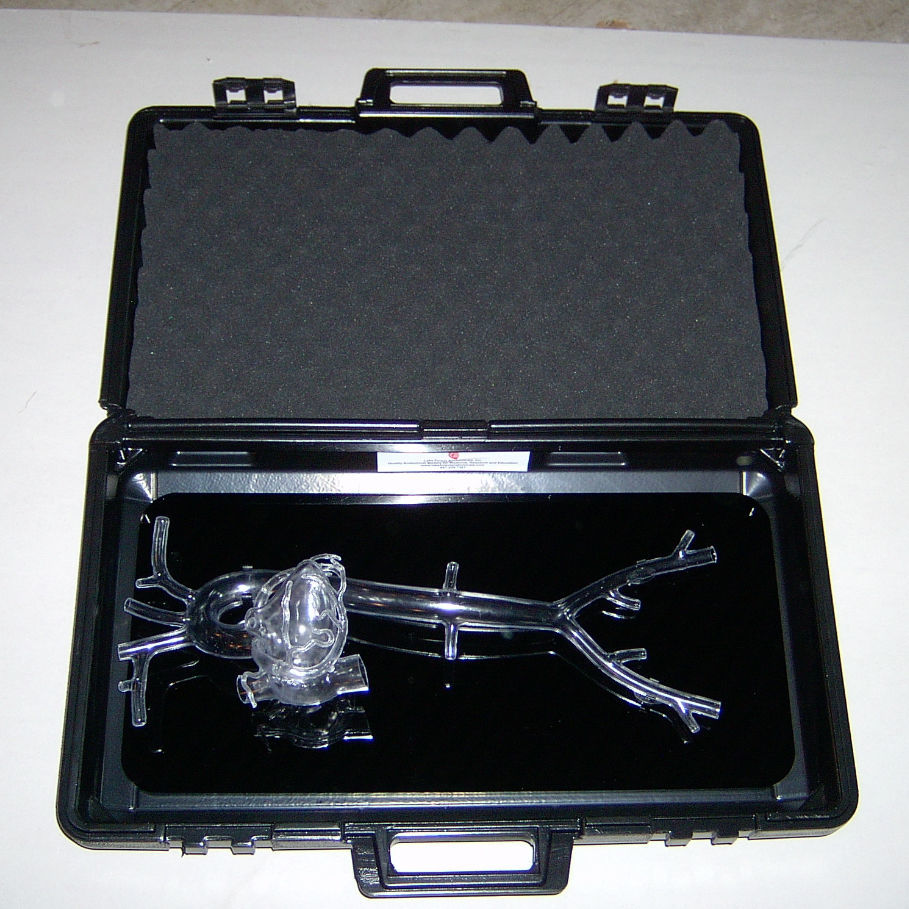 Cardiac anatomy model - Sam - Lake Forest Anatomicals, Inc ...