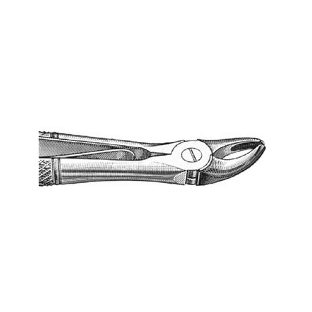 Veterinary dental extraction forceps - 5414200 - HK Medical Instruments ...