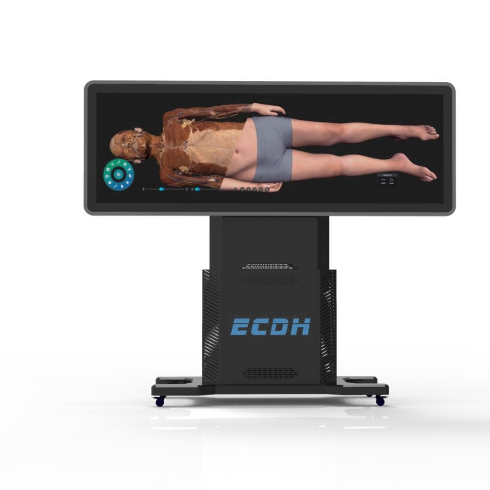 Training anatomy table - ECDH-Int II 88 - Shandong Digihuman Technology CO., Inc. - virtual ...