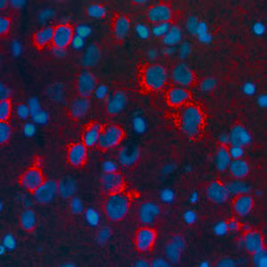 Beta-lipotropin reagent - RA21003 - Neuromics - IgG / for scientific ...