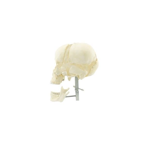 Cranial anatomical model - KPS 07 - SIM-MOD - for teaching / plastic ...