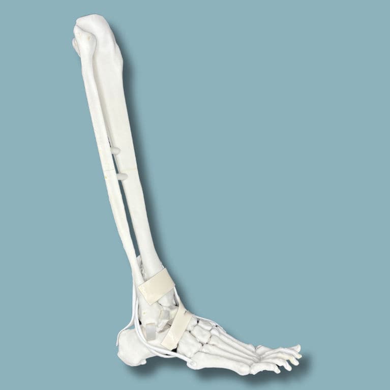 Foot anatomical model - 02-14-02 - ADDIDREAM - ankle / orthopedic ...