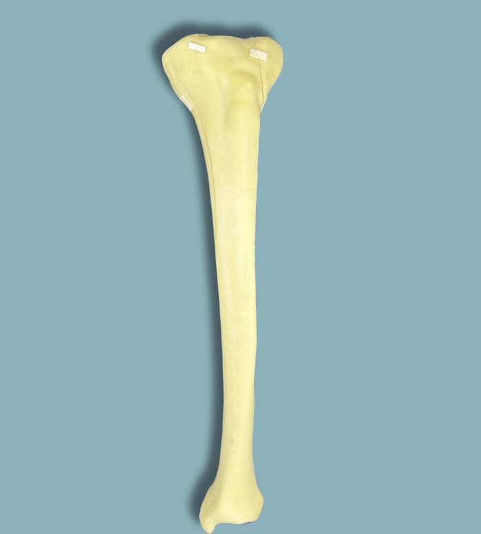 Tibia anatomical model - 03-11-01 - ADDIDREAM - surgery / training / foam