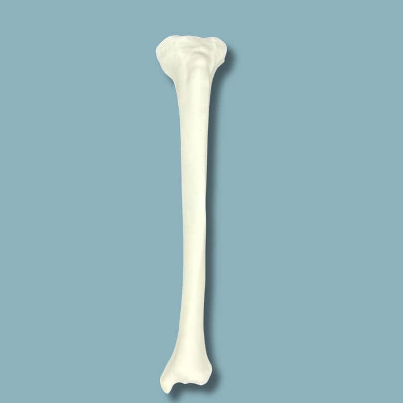 Tibia anatomical model - 03-02-01 - ADDIDREAM - surgery / training ...