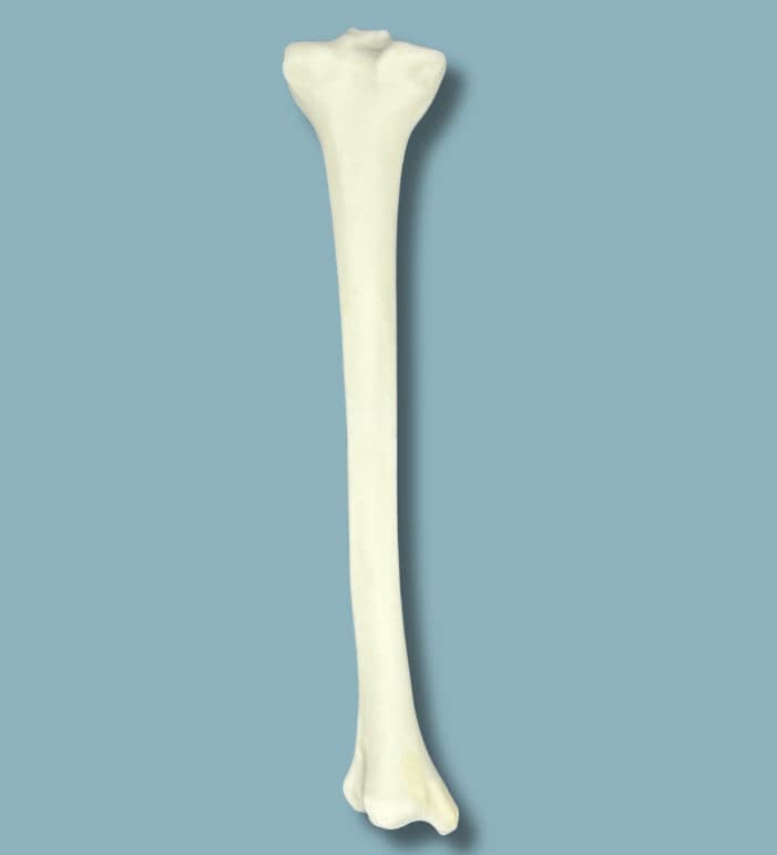 Tibia anatomical model - 03-02-01 - ADDIDREAM - surgery / training / trauma