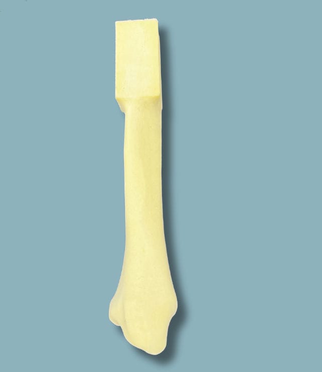 Tibia anatomical model - 03-16-01 - ADDIDREAM - surgery / training / trauma