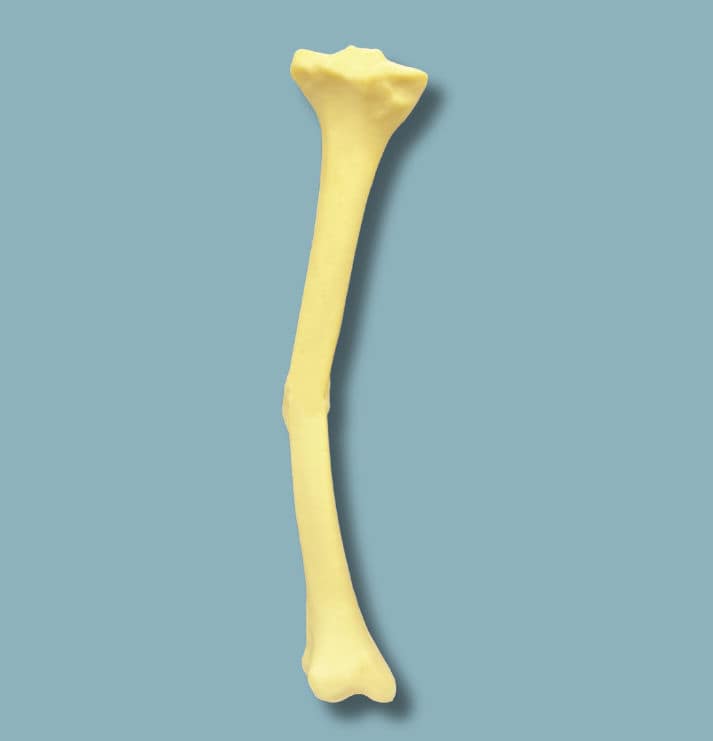 Tibia anatomical model - 03-18-01 - ADDIDREAM - surgery / training / foam