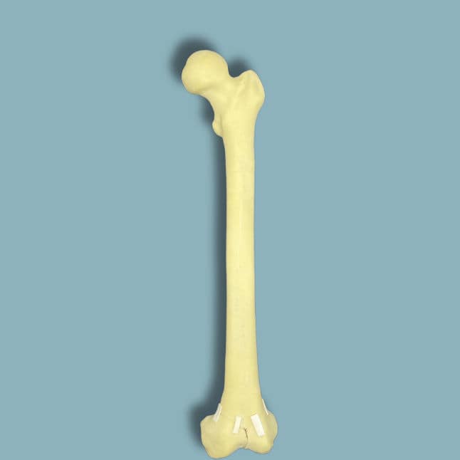 Femur anatomical model - 05-06-01 - ADDIDREAM - training / foam / yellow