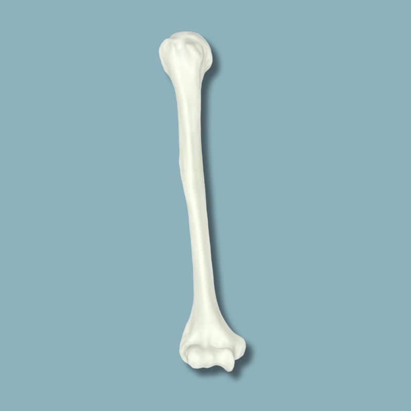 Humerus anatomical model - 15-02-02 - ADDIDREAM - surgery / training ...
