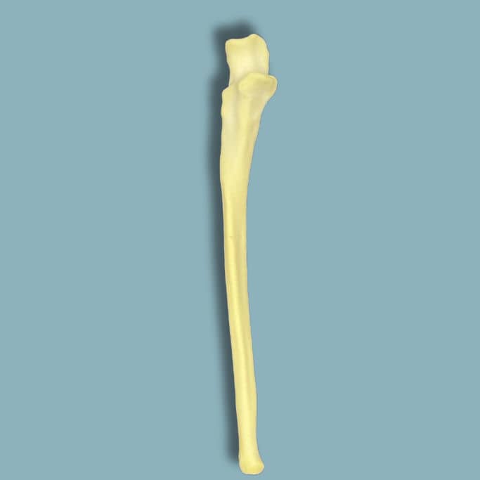 Ulna anatomical model - 22-02-01 - ADDIDREAM - surgery / training / foam
